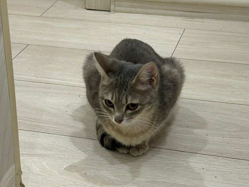 Отдам в добрые руки молоденькую кошечку