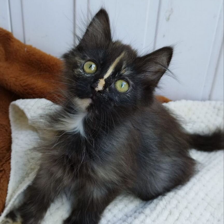 Котята девочки ищут дом(а)