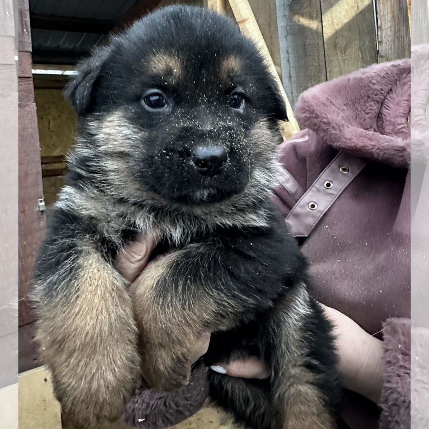 Немецкая овчарка, щенок