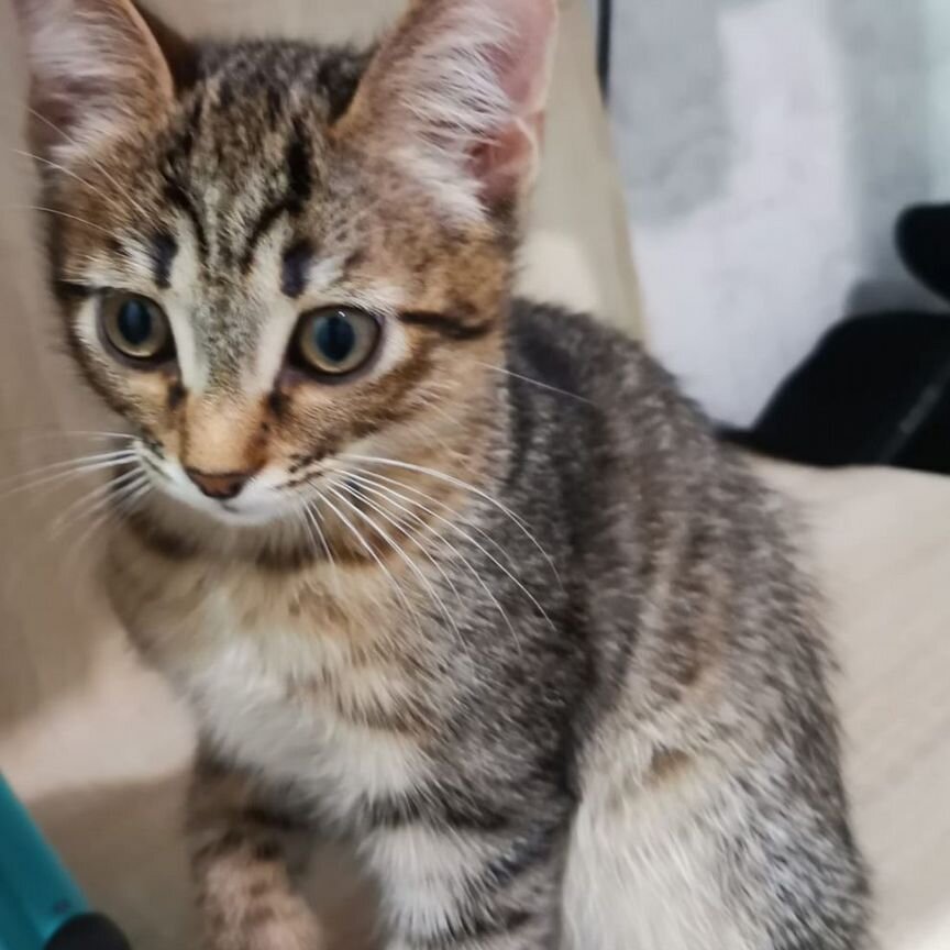 Котянок в добрые руки