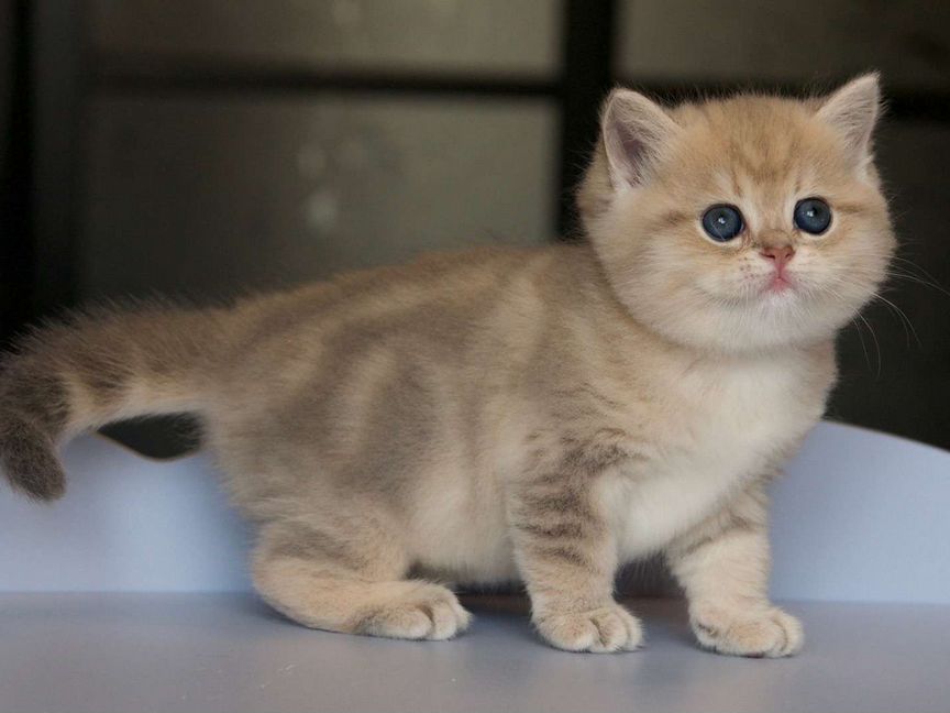 Британская девочка в необычном драгоценном окрасе