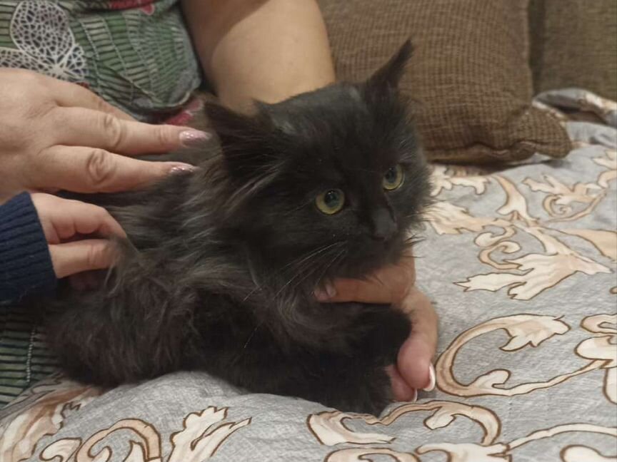 Черный котенок