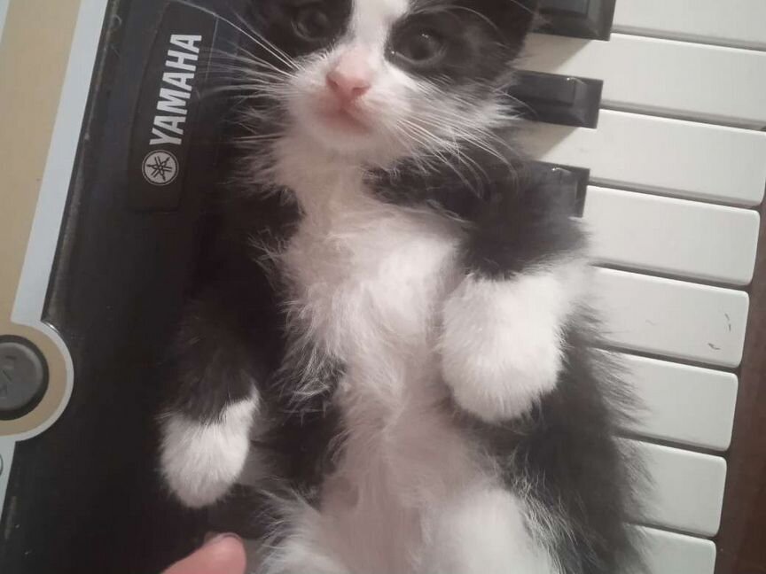 Британская кошка