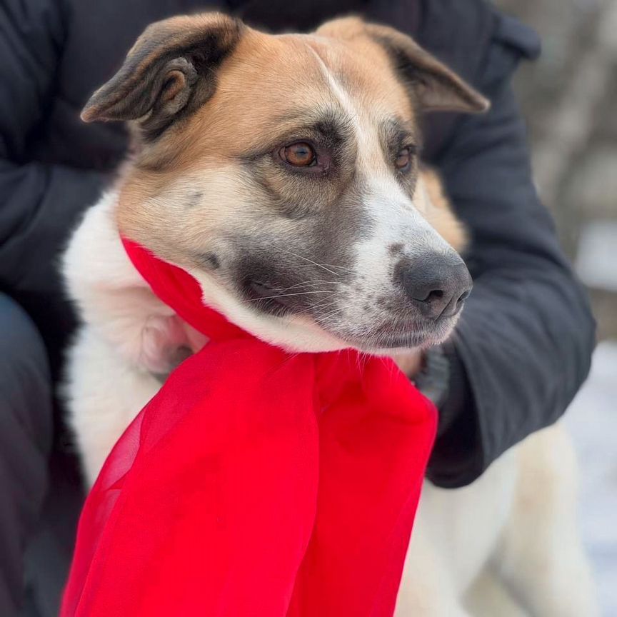 Собака в добрые руки