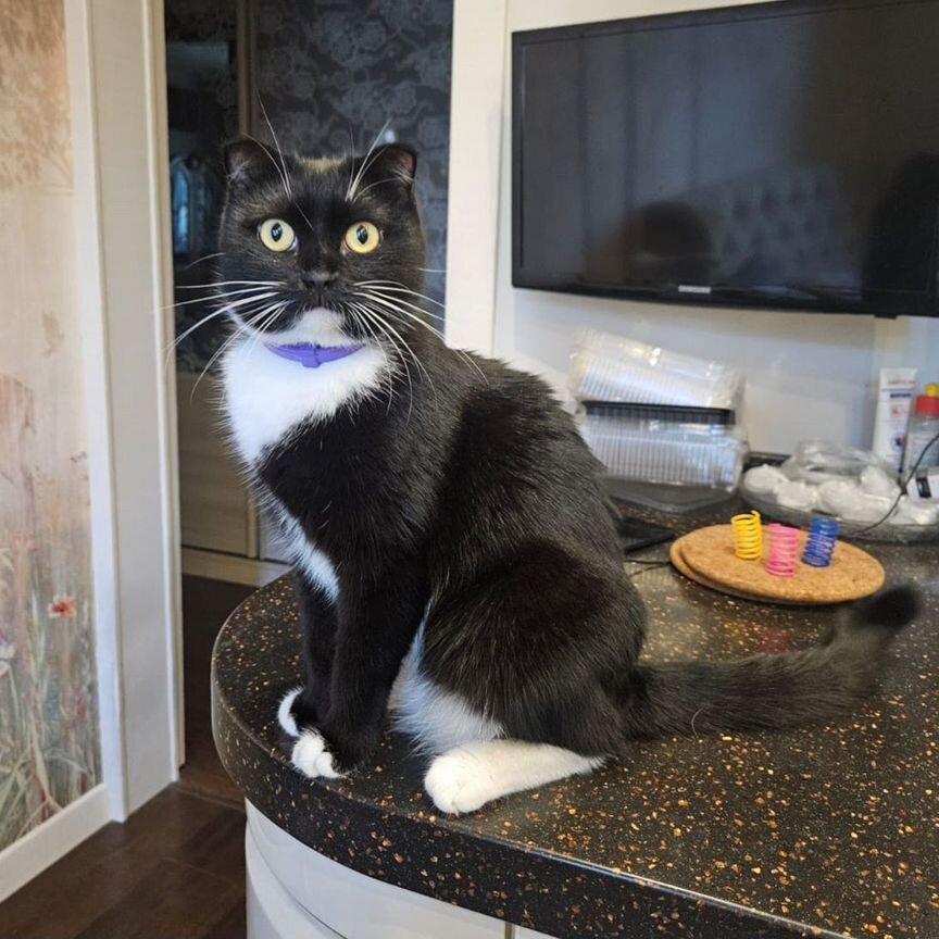 Фигаро хочет быть любимым котом