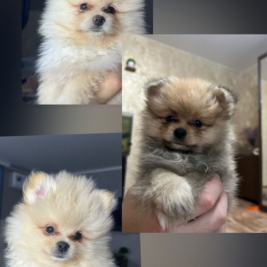 Немецкий шпиц