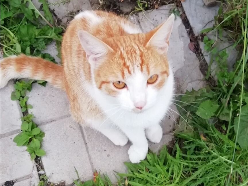 Рыжий котик