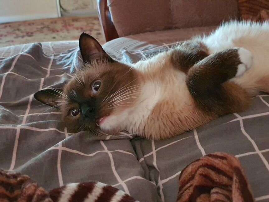 Кот бесплатно сиамский, в добрые руки