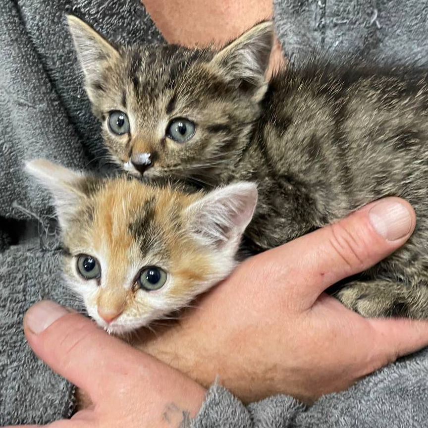 Отдам котят в добрые руки