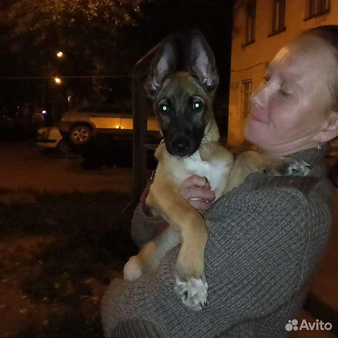 Помесь малинуа