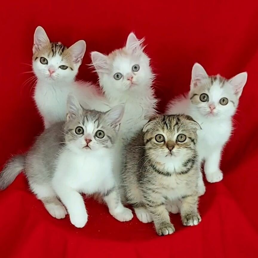 Шотландские котята