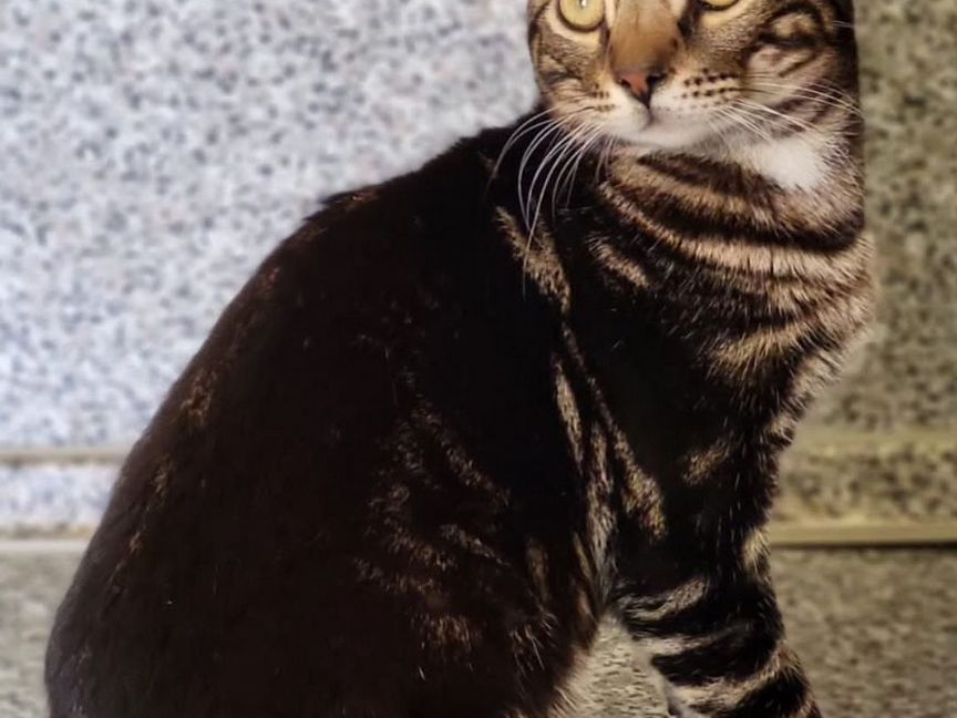 Бенгальские кошки породистые