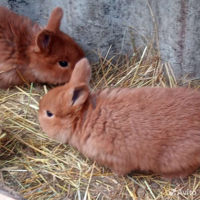 Новозеландские красные