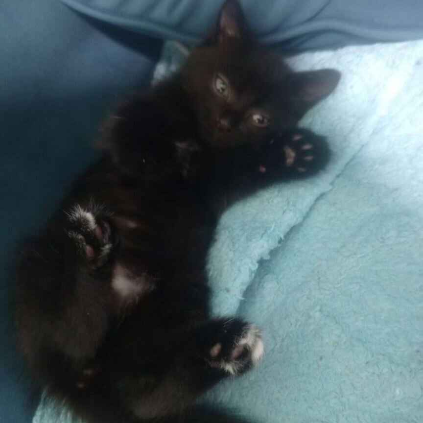 Котёнок в добрые руки