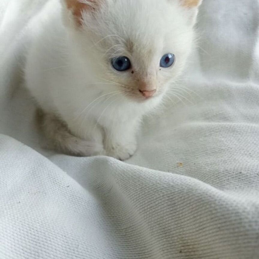 Тайский котенок мальчик