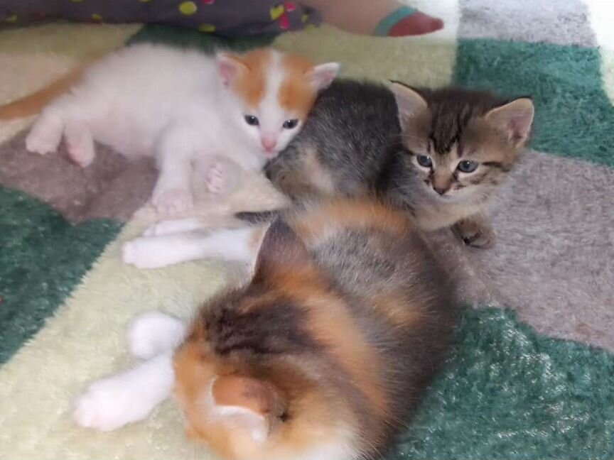 Отдам в добрые руки(кот и 2 кошечки)