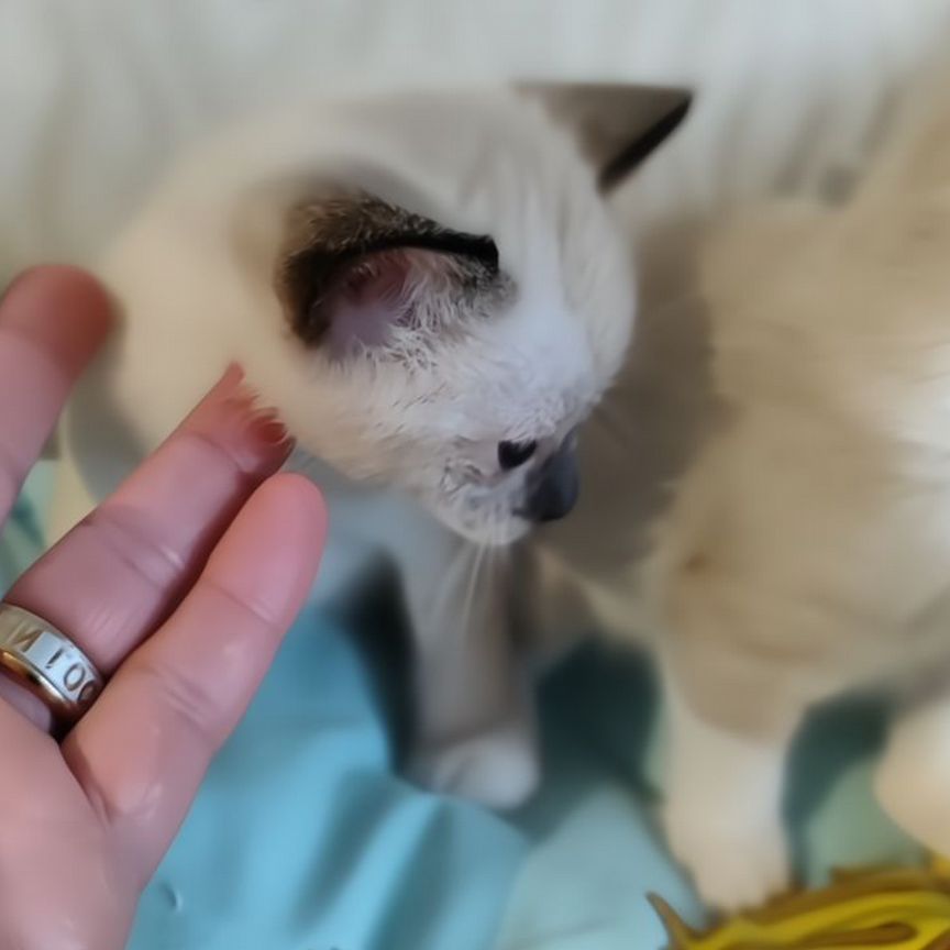 Сиамский котёнок