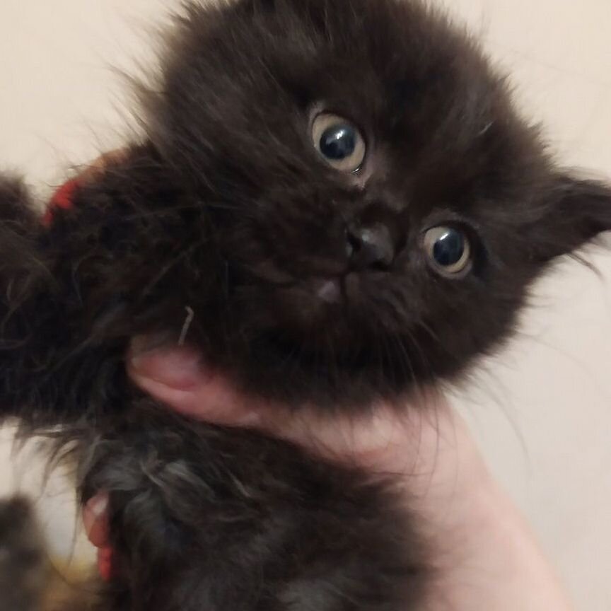 Котята