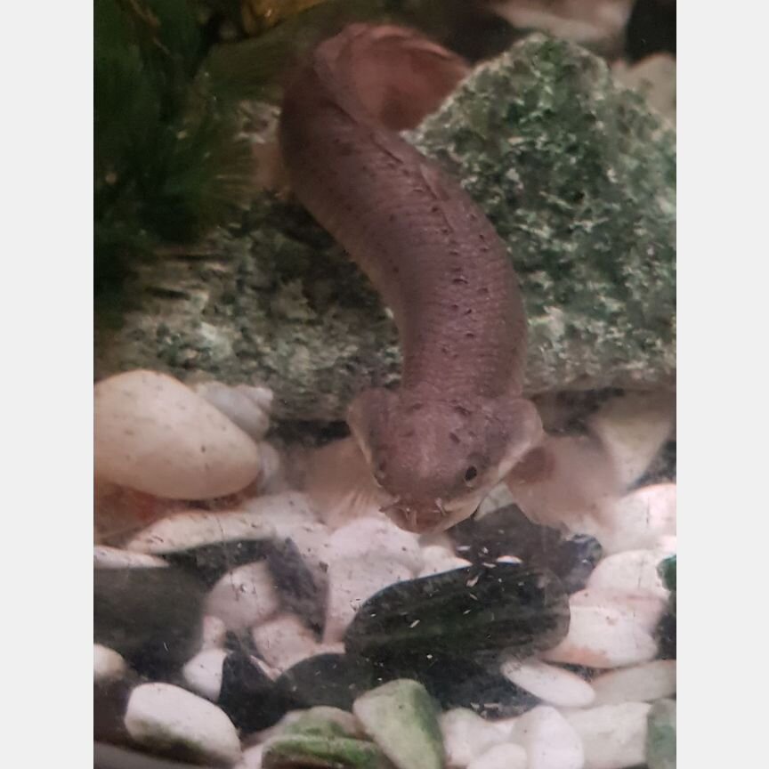 Сенегальский полиптерус (Сенегальский многопёр )