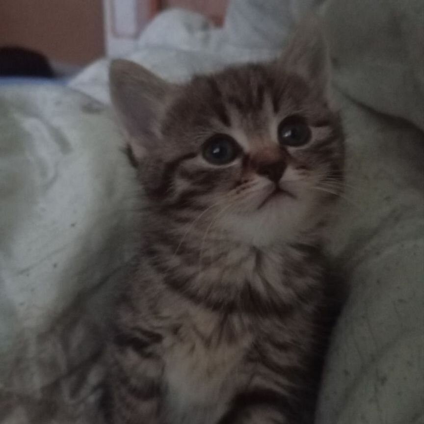 Британский короткошёрстный котёнок