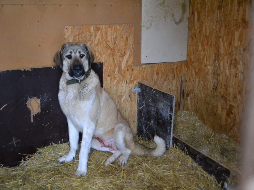 Собака в добрые руки