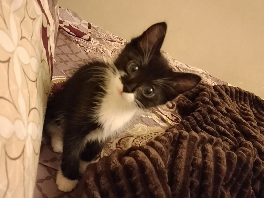Котёное, кот