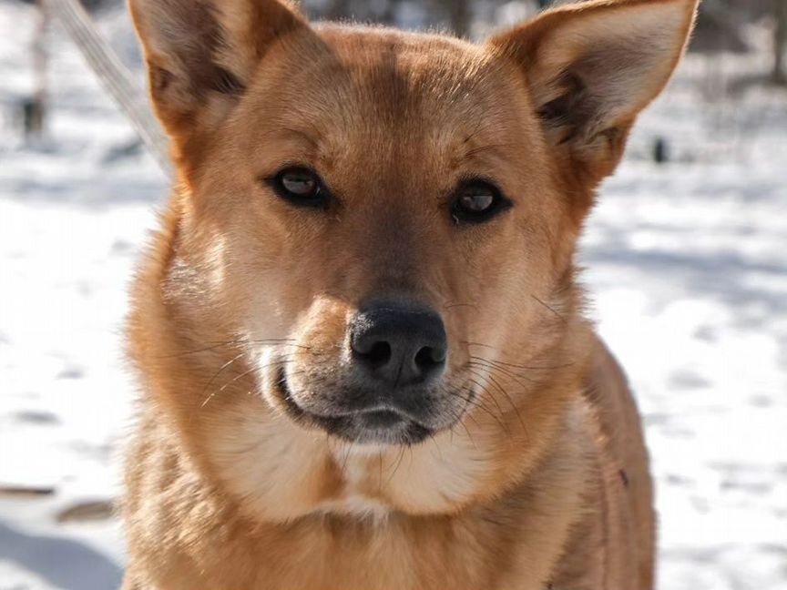 Дыньку выкинул хозяин на верную смерть