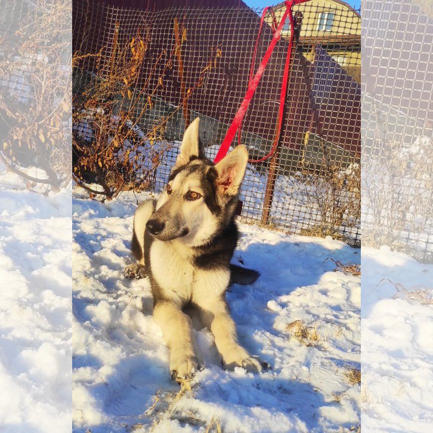 Щенок в добрые руки