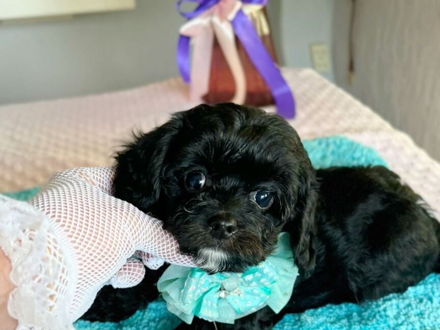 Мальтипу ф1 чёрный бриллиант