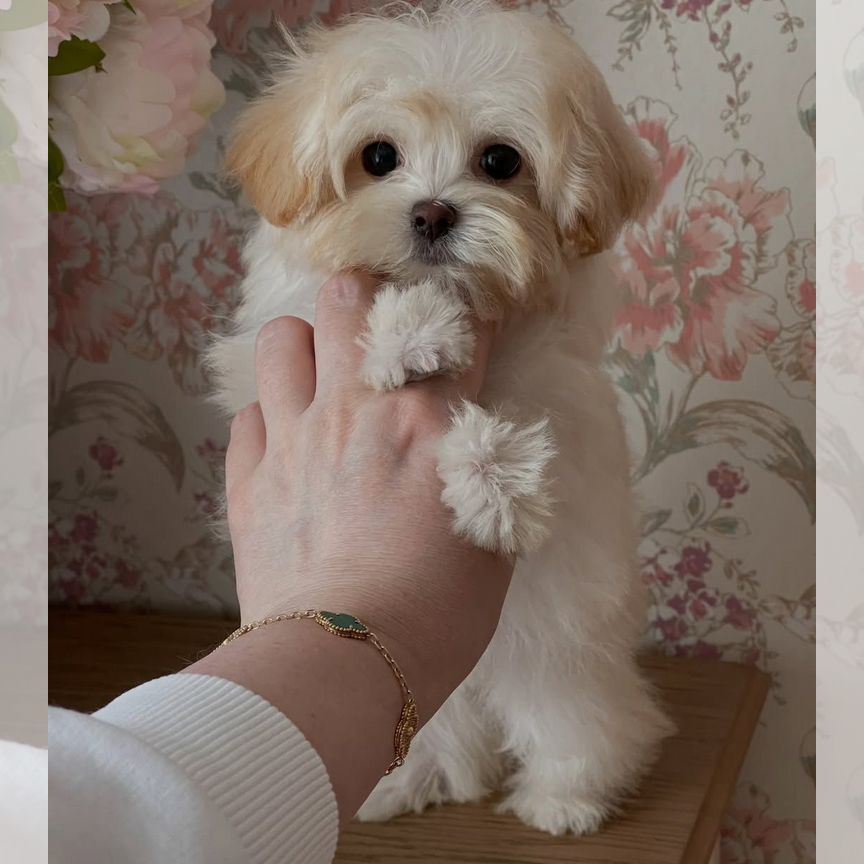 Мальтипу, щенок