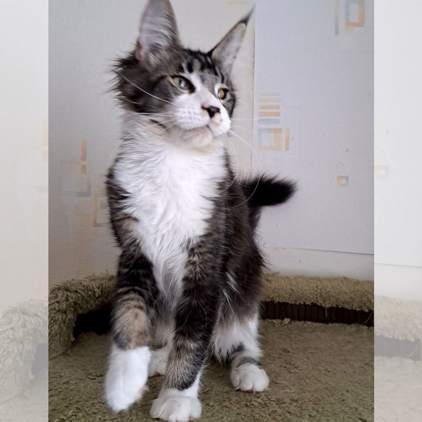 Мейн-кун котёнок