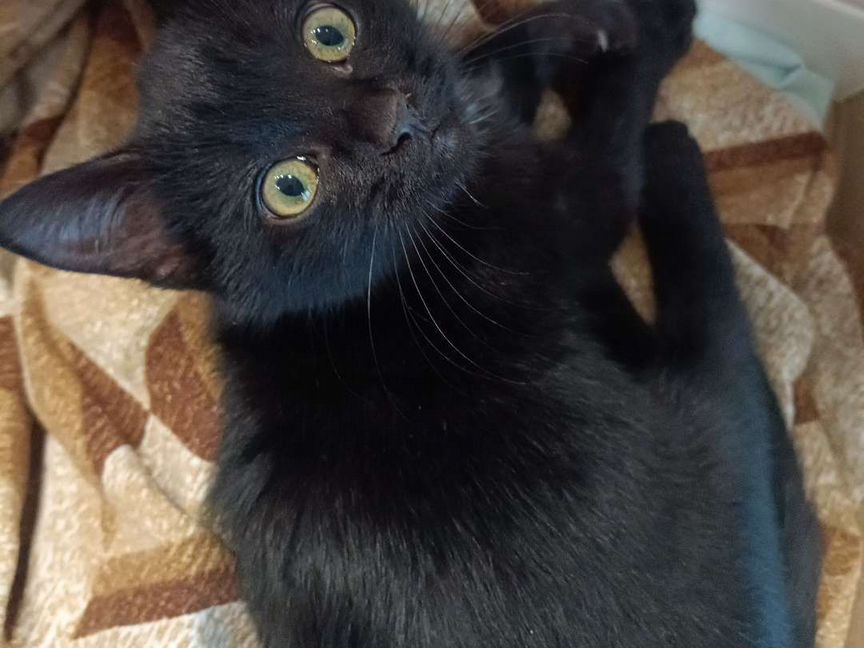 Котик 2.5 мес. в добрые руки
