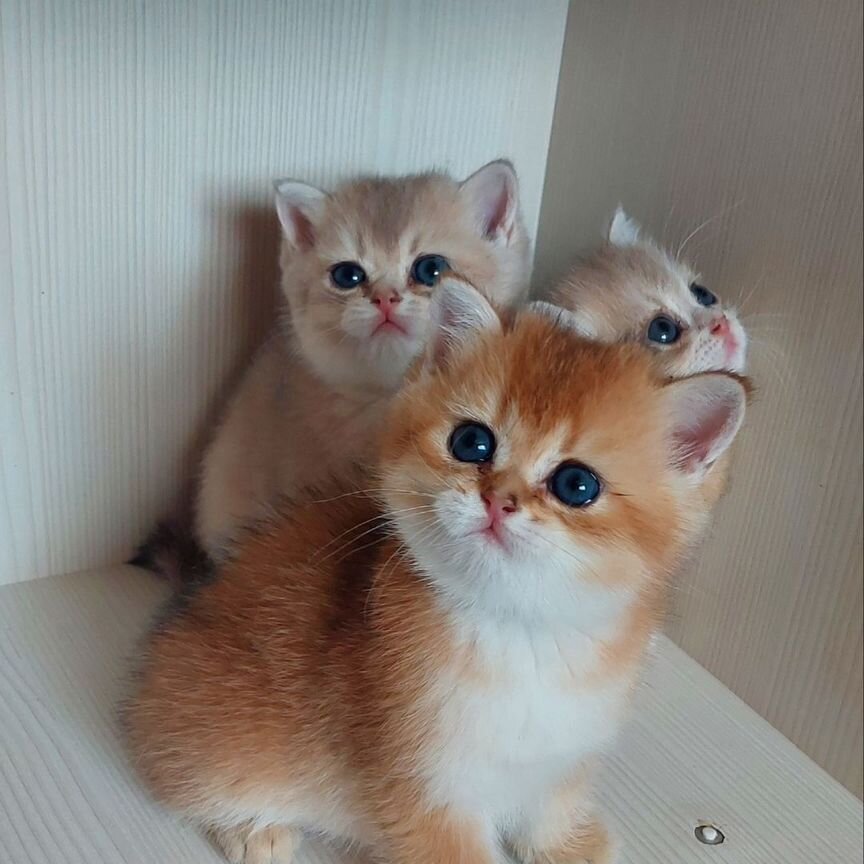 Плюшечки