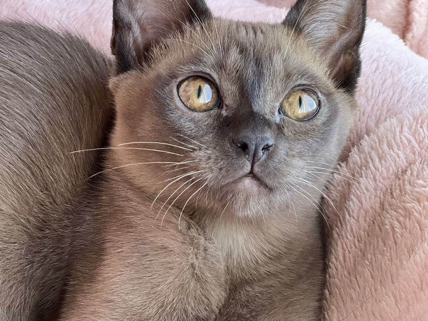 Бурманская соболиная кошечка