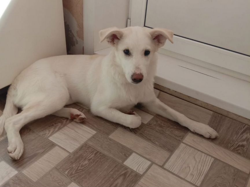 Собака в добрые руки отдам бесплатно