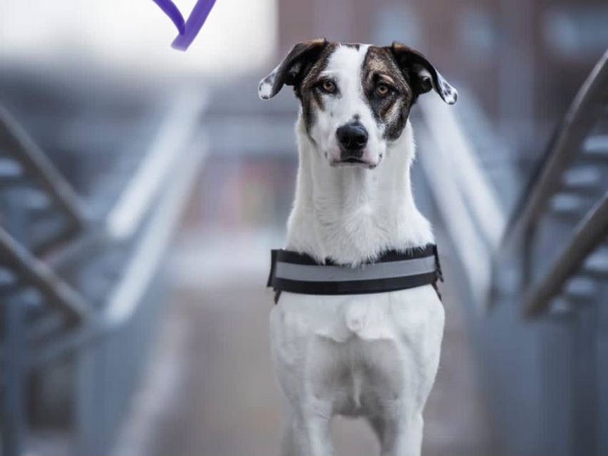 Отдам собаку в добрые руки