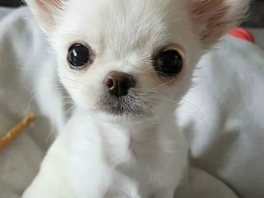 Щенки чихуахуа