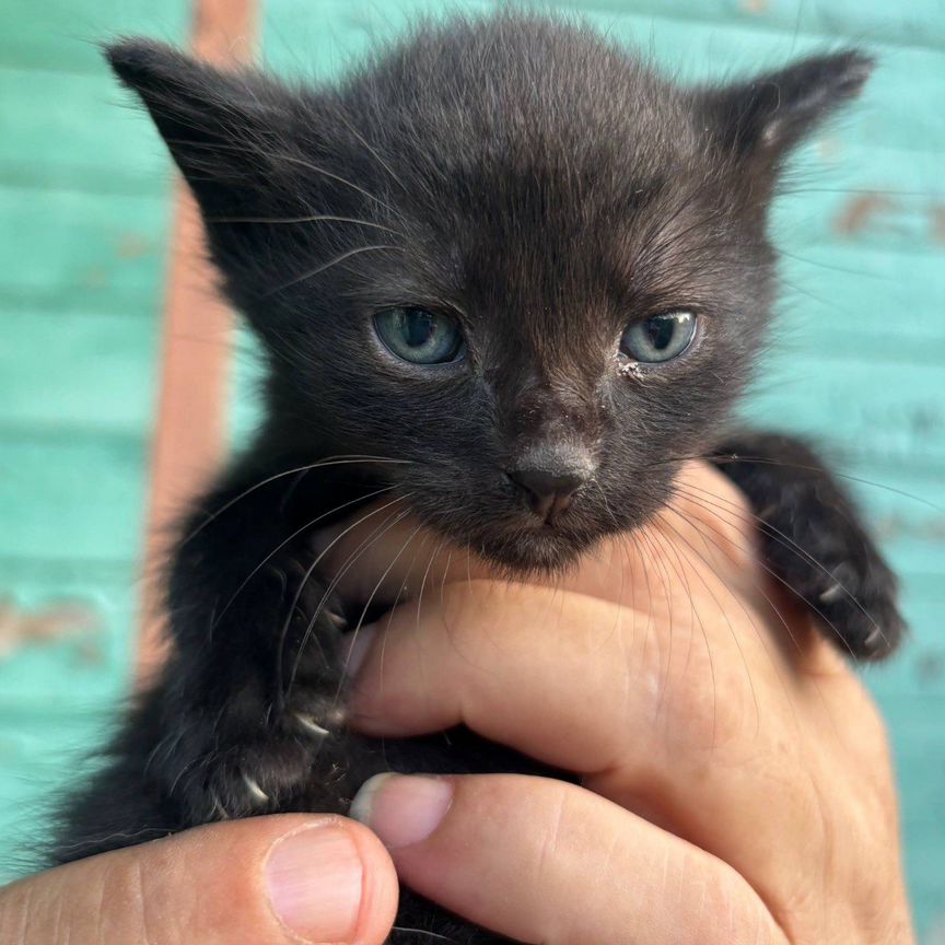 Котёнок в добрые руки