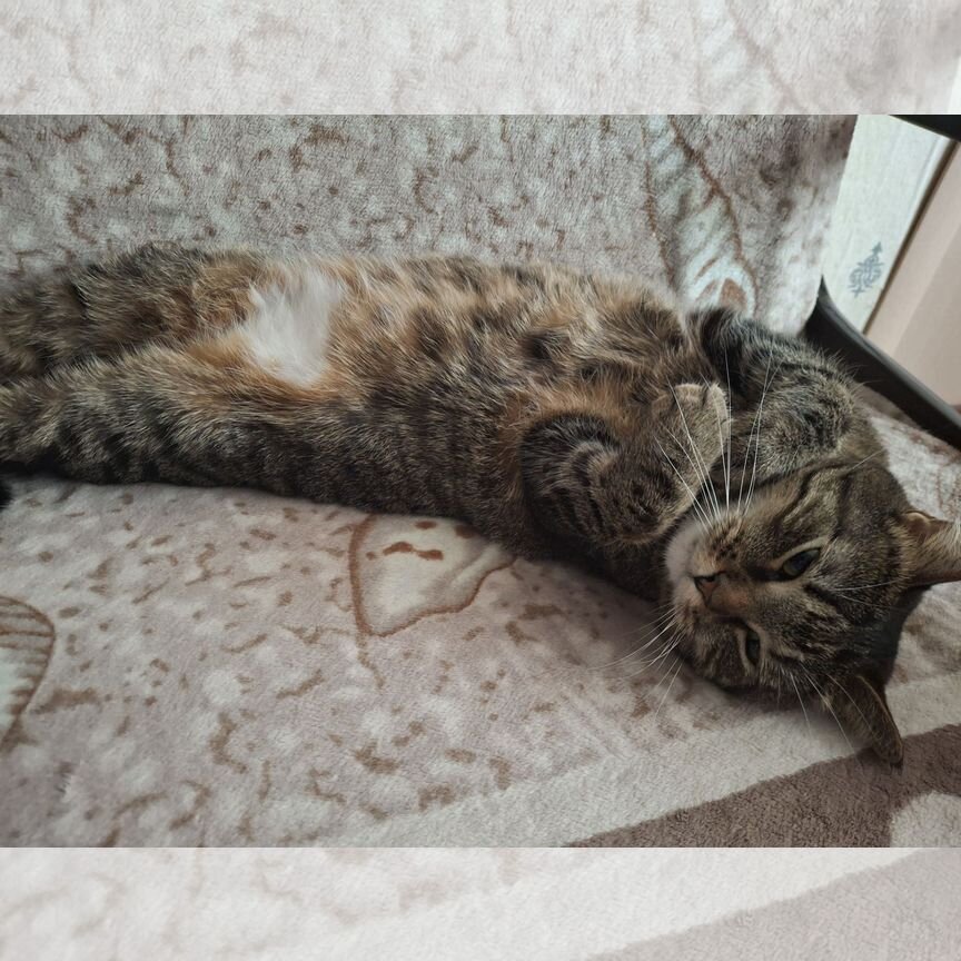 Отдам в добрые руки