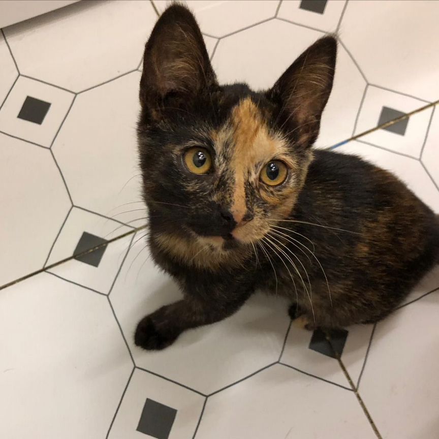 Котенок ищет дом