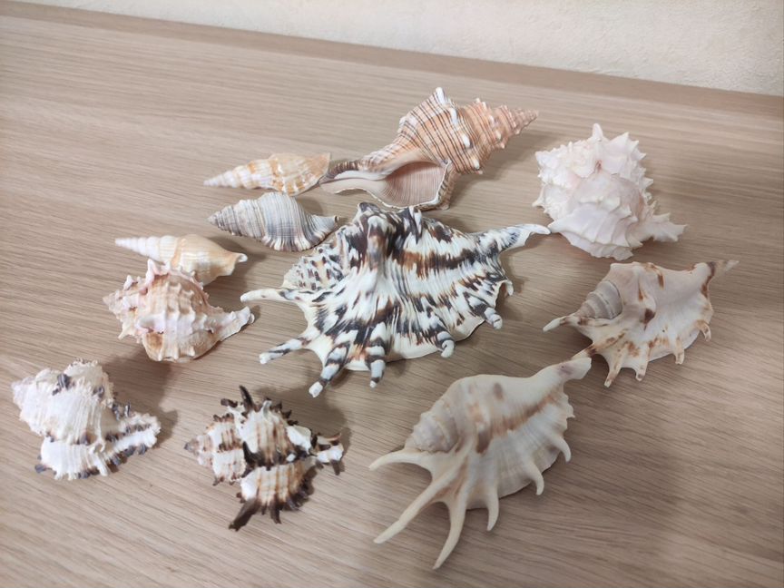 Раковины мурекс ветвистый, коралл