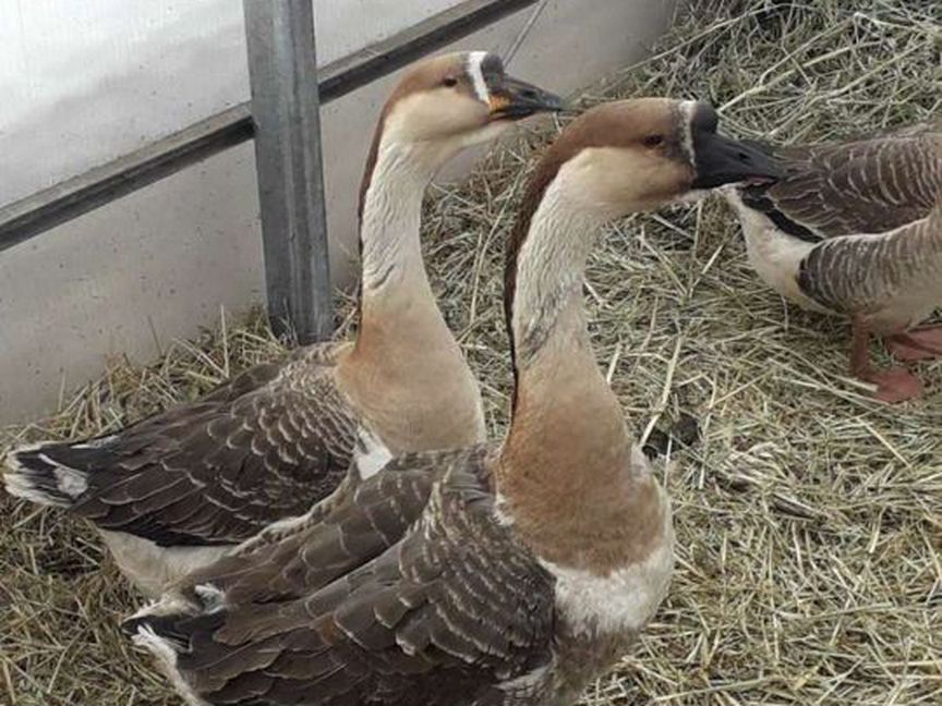 Гуси кубанские