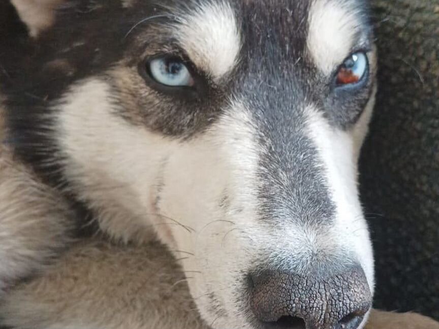 Хаски ищет любящую семью