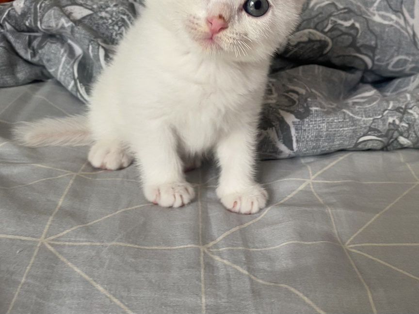Шотланский вислоухий котенок
