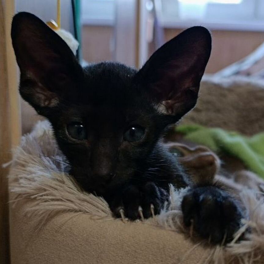 Ориентальный котёнок