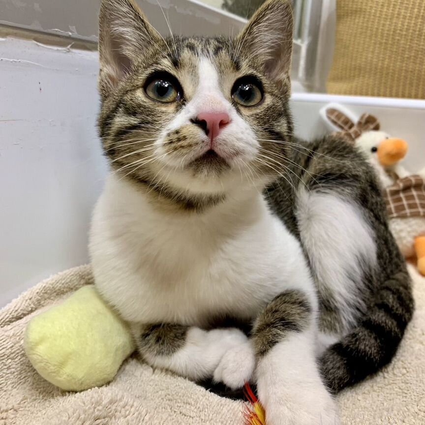 Котёнок мальчик