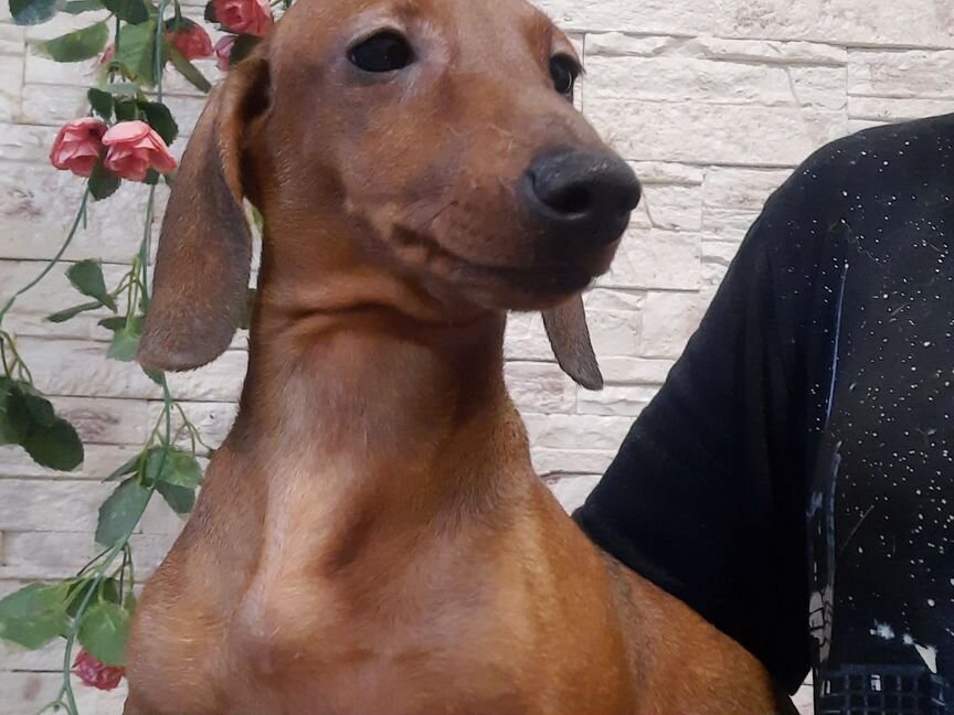 Карликовая такса