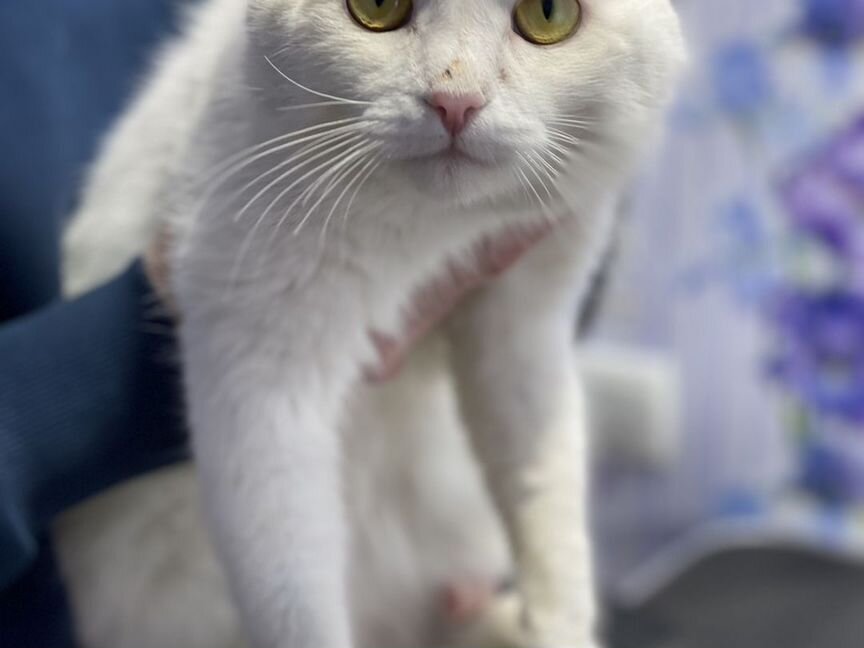 Котик патрик
