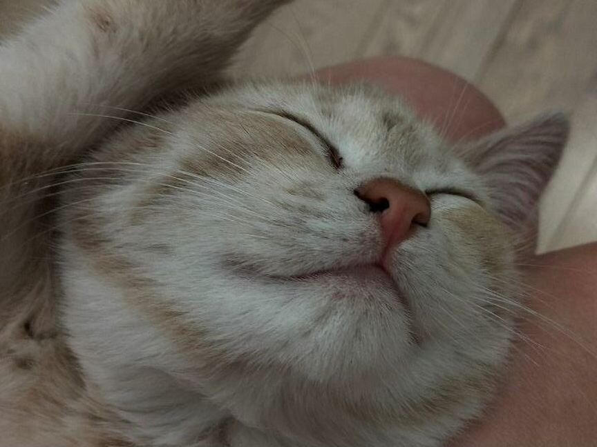 Котёнок рыже-бежевый