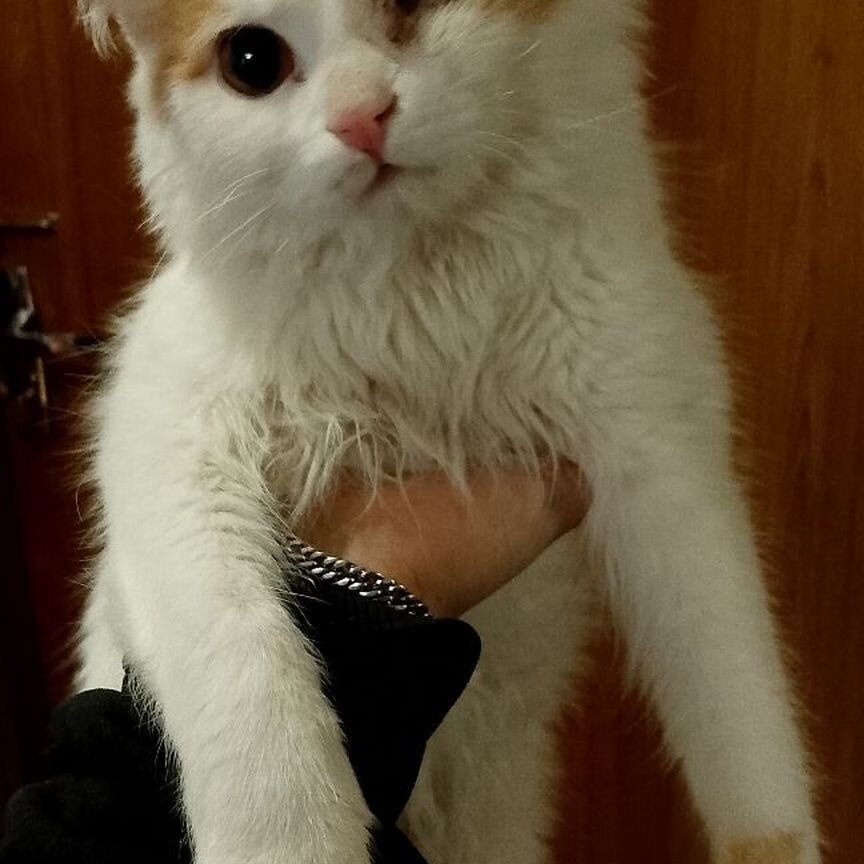 Кошечка, 1 годик